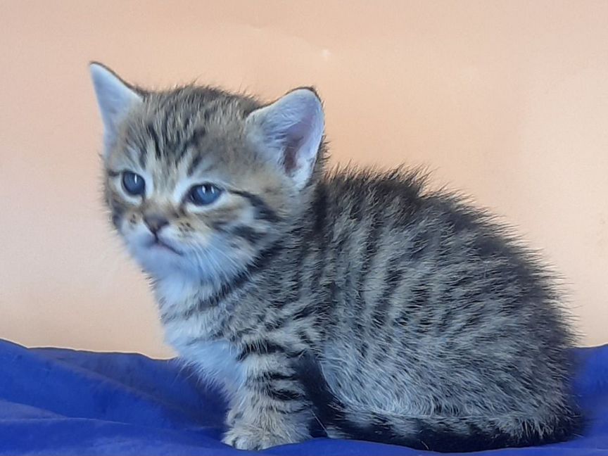 Котик манчкин стандарт