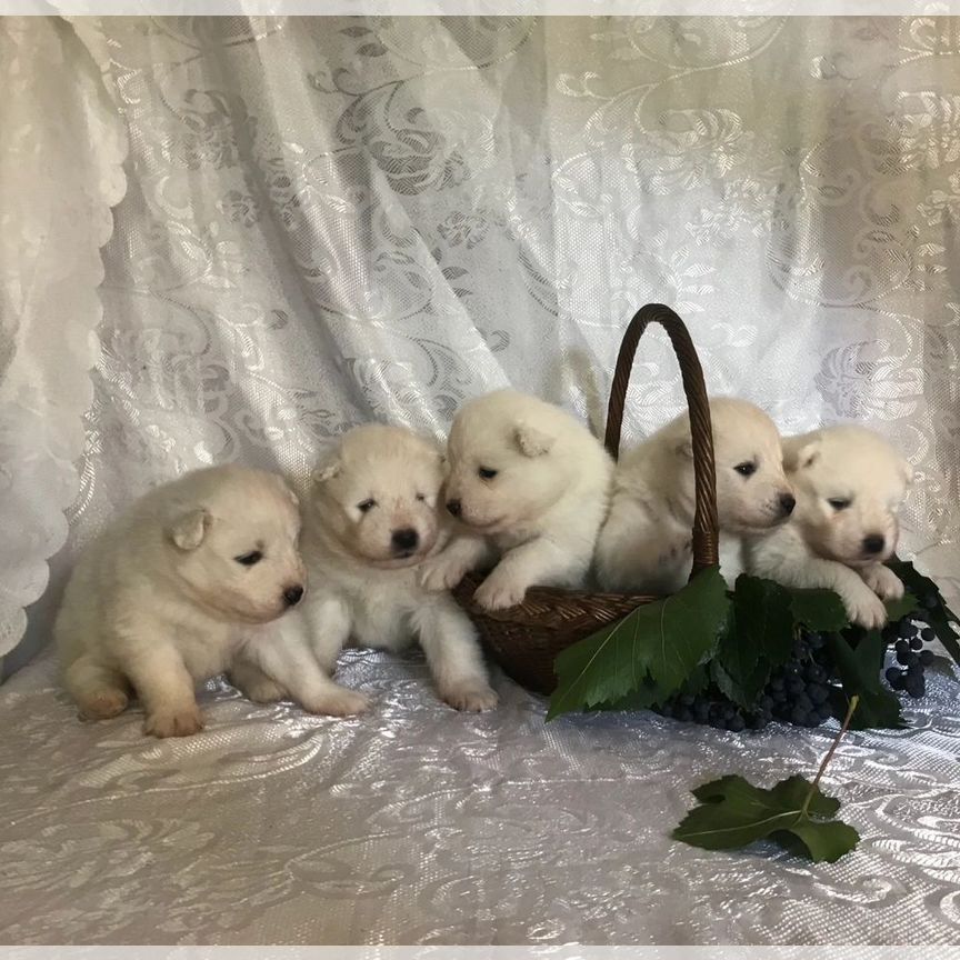 Щенки самоеда