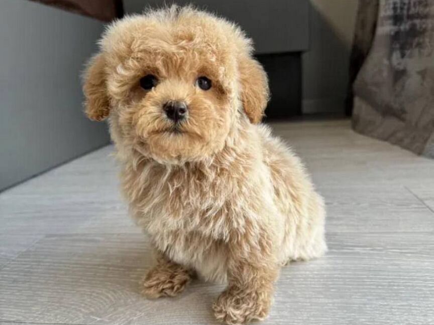 Мальтипу мальчик