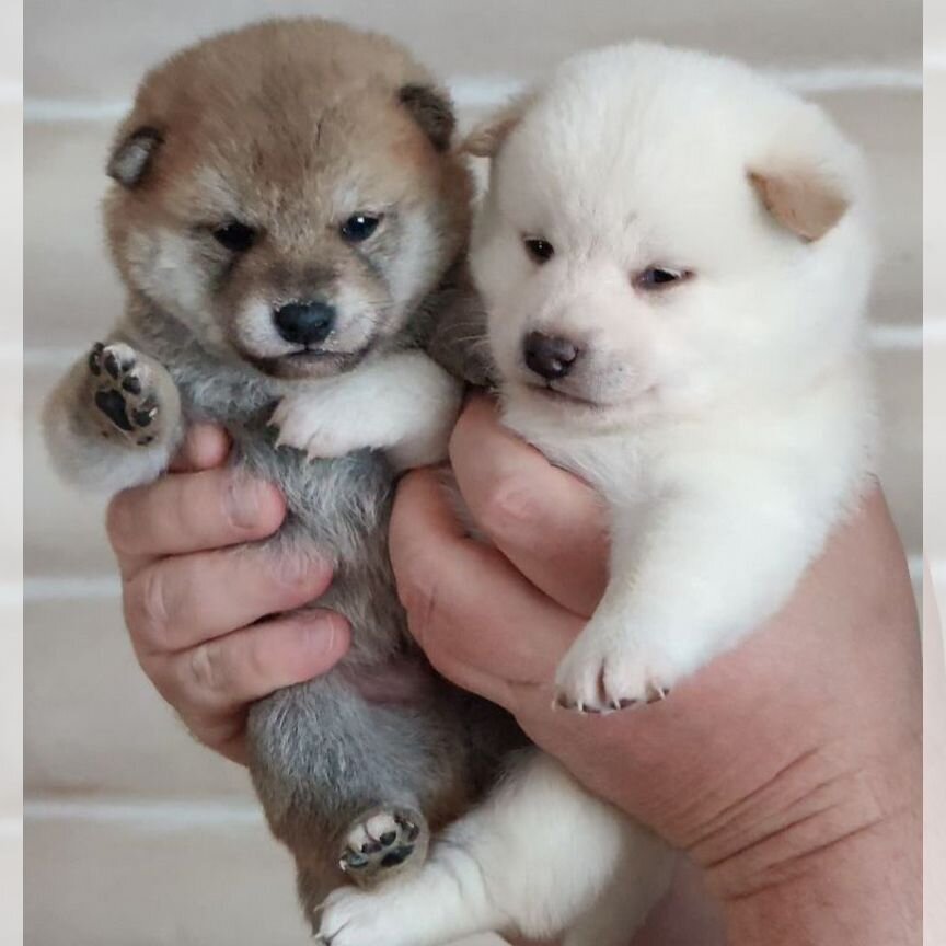 Сиба-ину, щенок