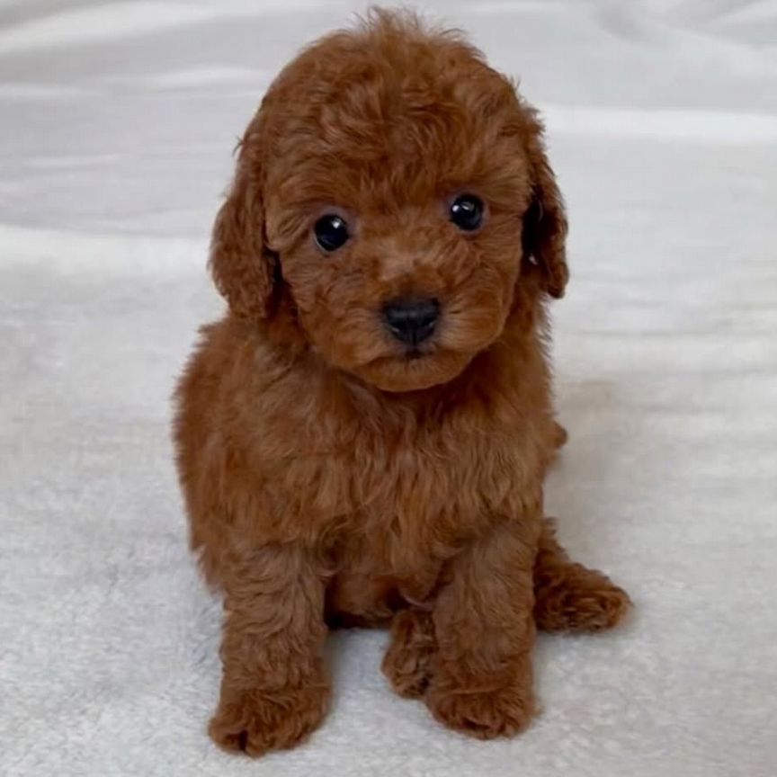 Той-пудель, щенок