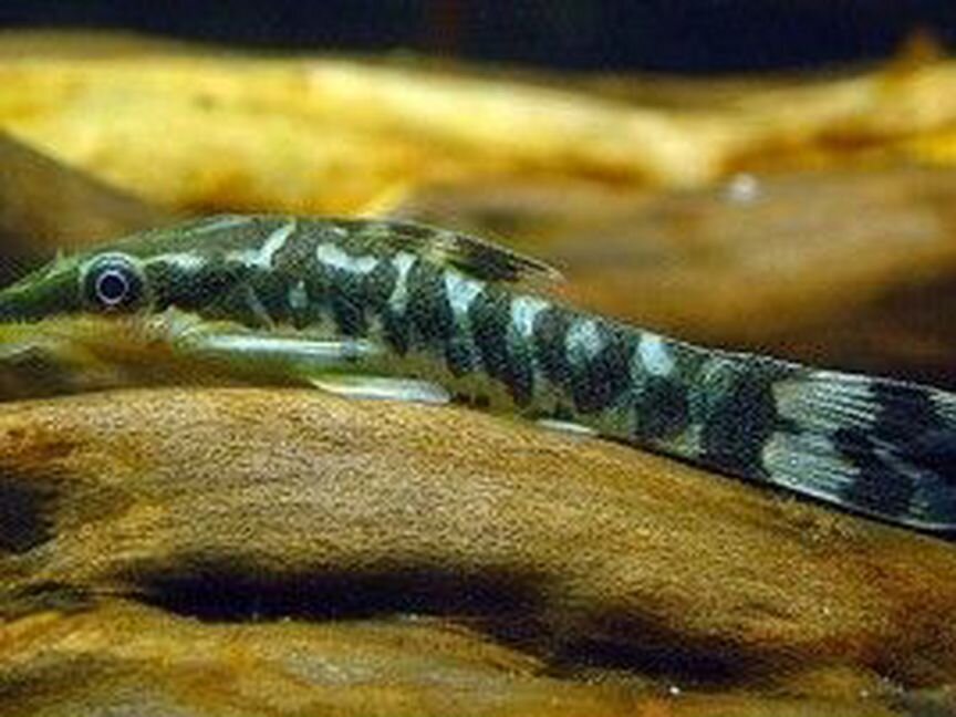 Отоцинклюс Зебра (Otocinclus Cocama)