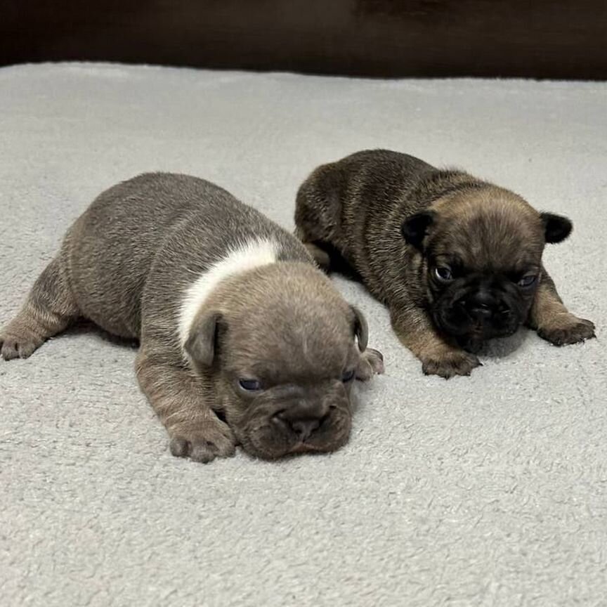 Французский бульдог