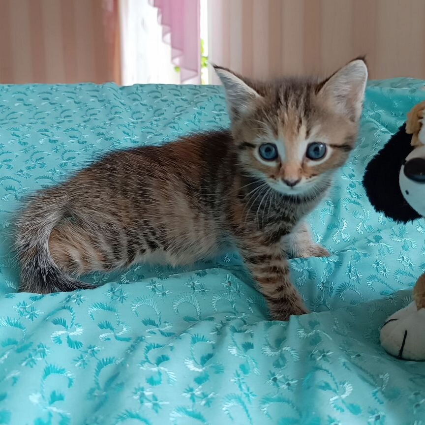 Котята в добрые руки бесплатно