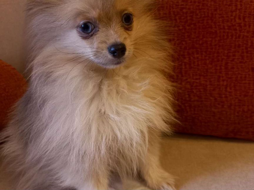 Померанский шпиц мини,серо мраморный цвет