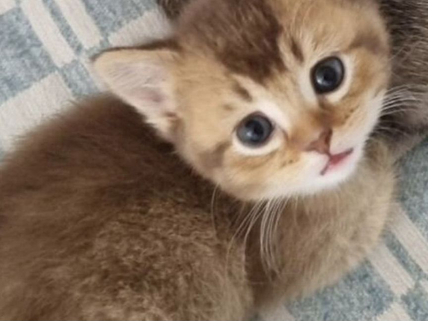 Шотладский котенок