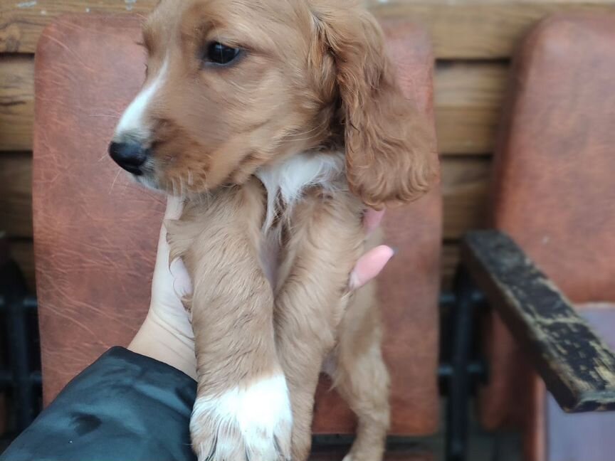 Английский кокер спаниель