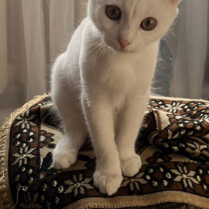 Шотландский вислоухий короткошёрстный котёнок