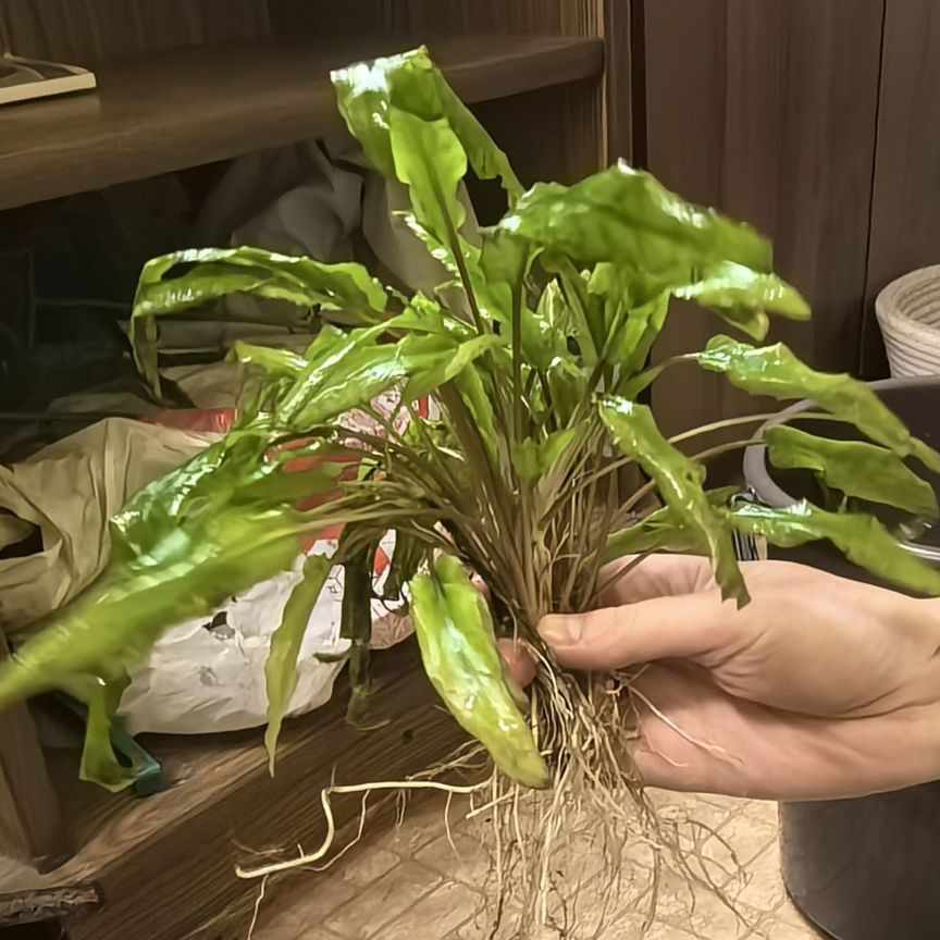 Аквариумное растение криптокорина