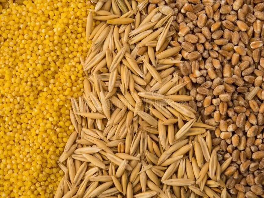 Продам просо и овёс
