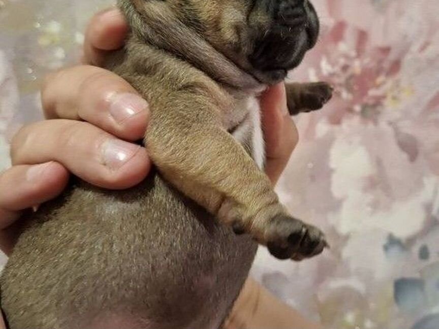 Французские хрюшки