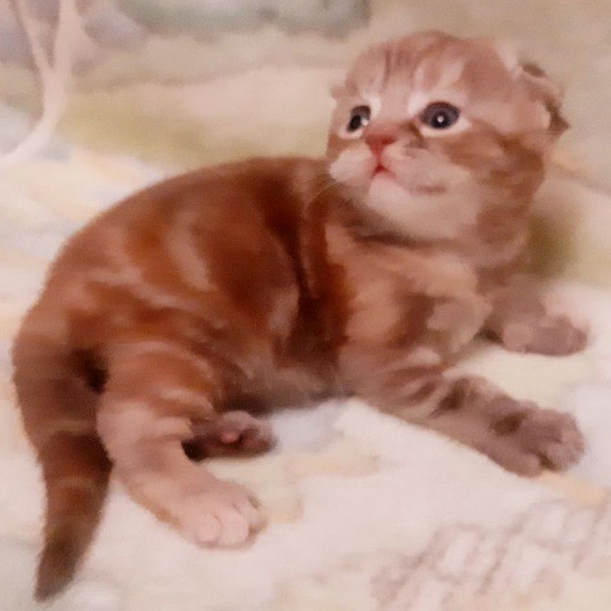 Шотландский вислоухий короткошёрстный котёнок