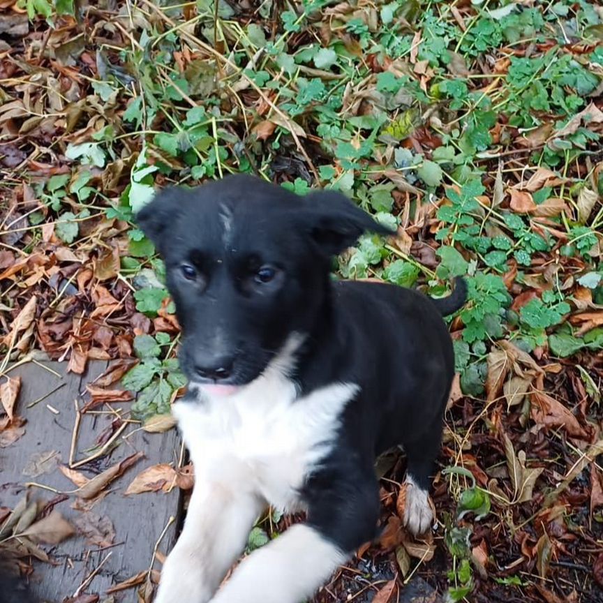 Собака щенок в добрые руки