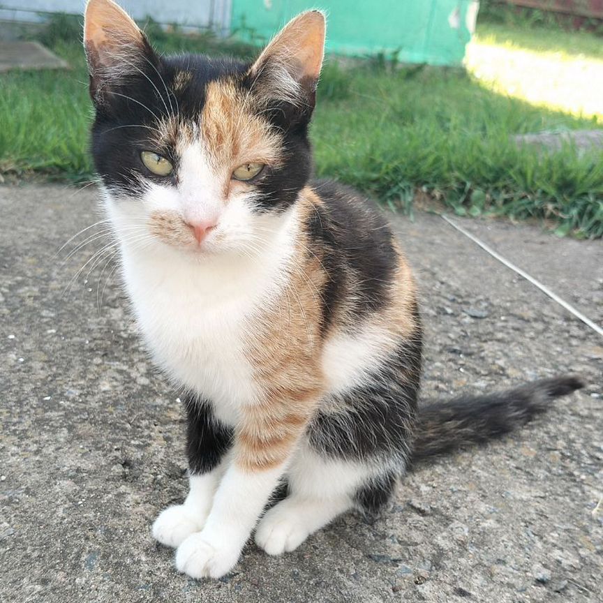 Котята в добрые руки бесплатно