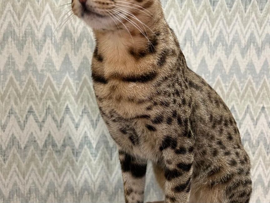 Саванна кошка