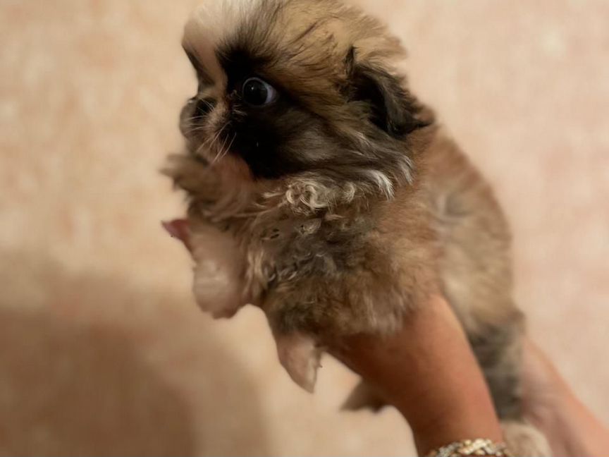 Щенок пекинеса