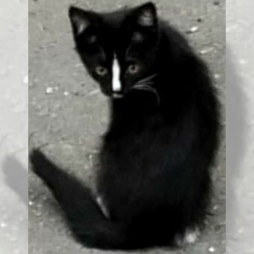 Котенок необыкновенной окраски в поисках семьи