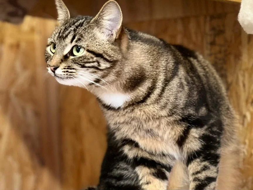 Кошка Мурка в поисках дома