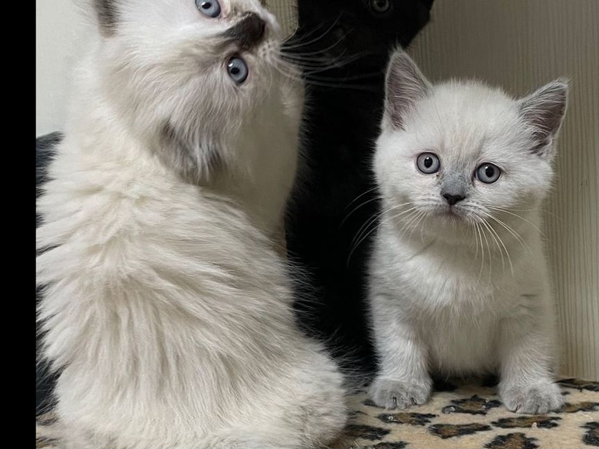 Шотладские котята