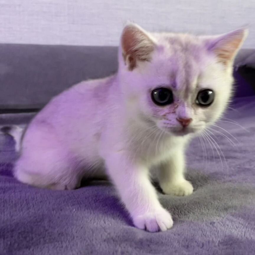 Британский короткошёрстный котёнок