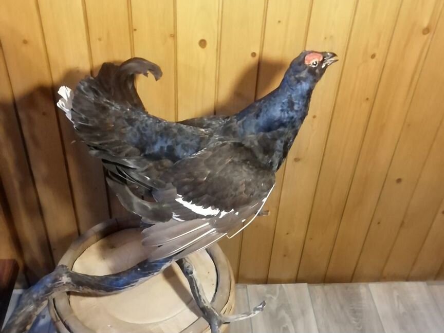 Чучело тетерева