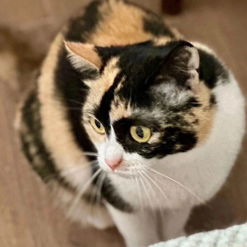 Взрослая, кошка в добрые руки