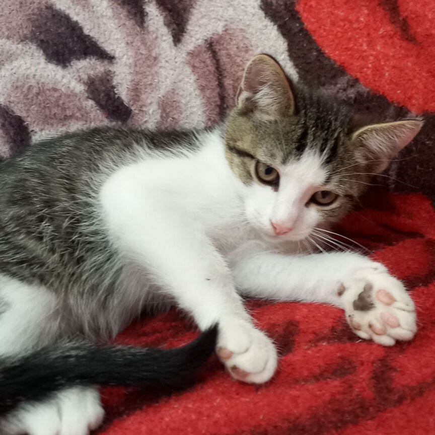 Отдам в добрые руки