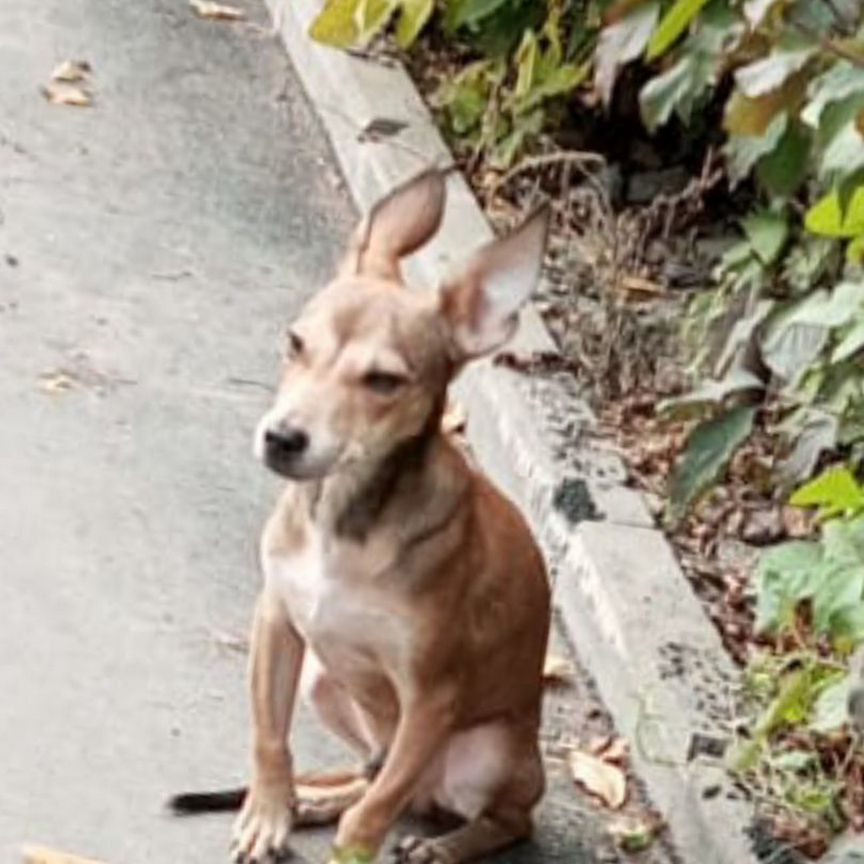 Потеряшка, пес