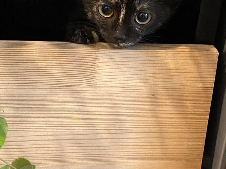 Котенок Невидимка