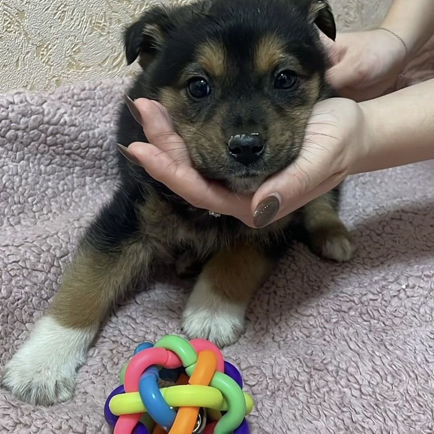 Щенки бесплатно