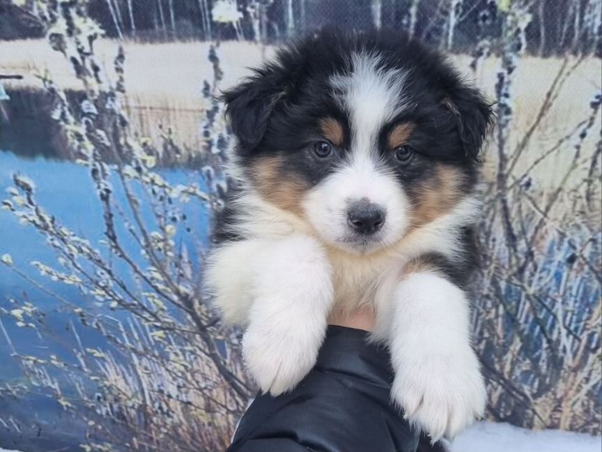 Щенки аусси, австралийская овчарка