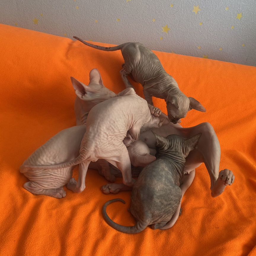 Донской сфинкс котята спб