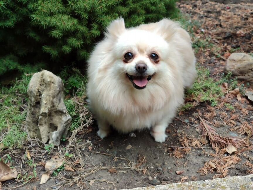 Померанский шпиц