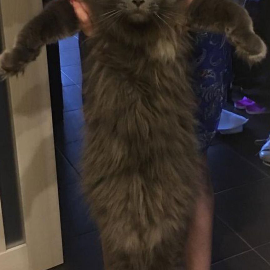 Кот мейн-кун