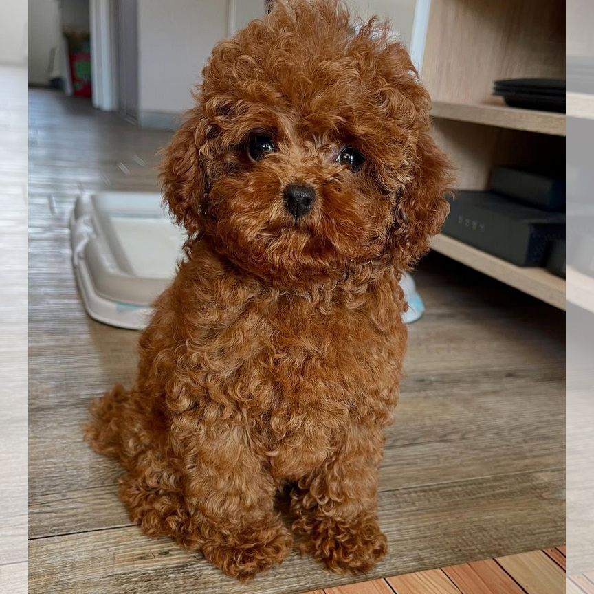 Той-пудель, щенок