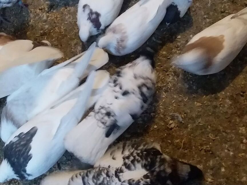 Ижевские голуби, пауки