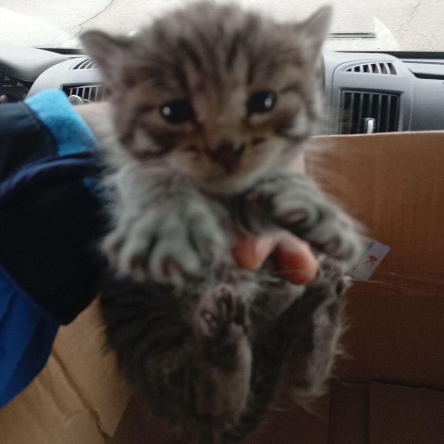 Котёнок в добрые руки