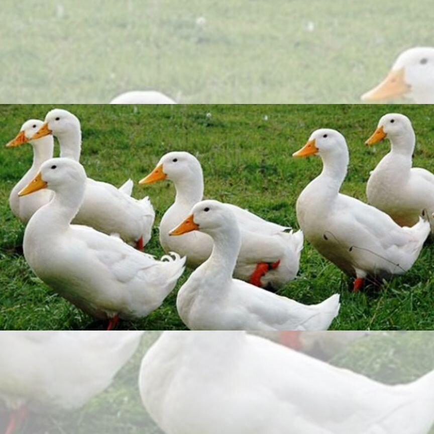 Пекинская утка