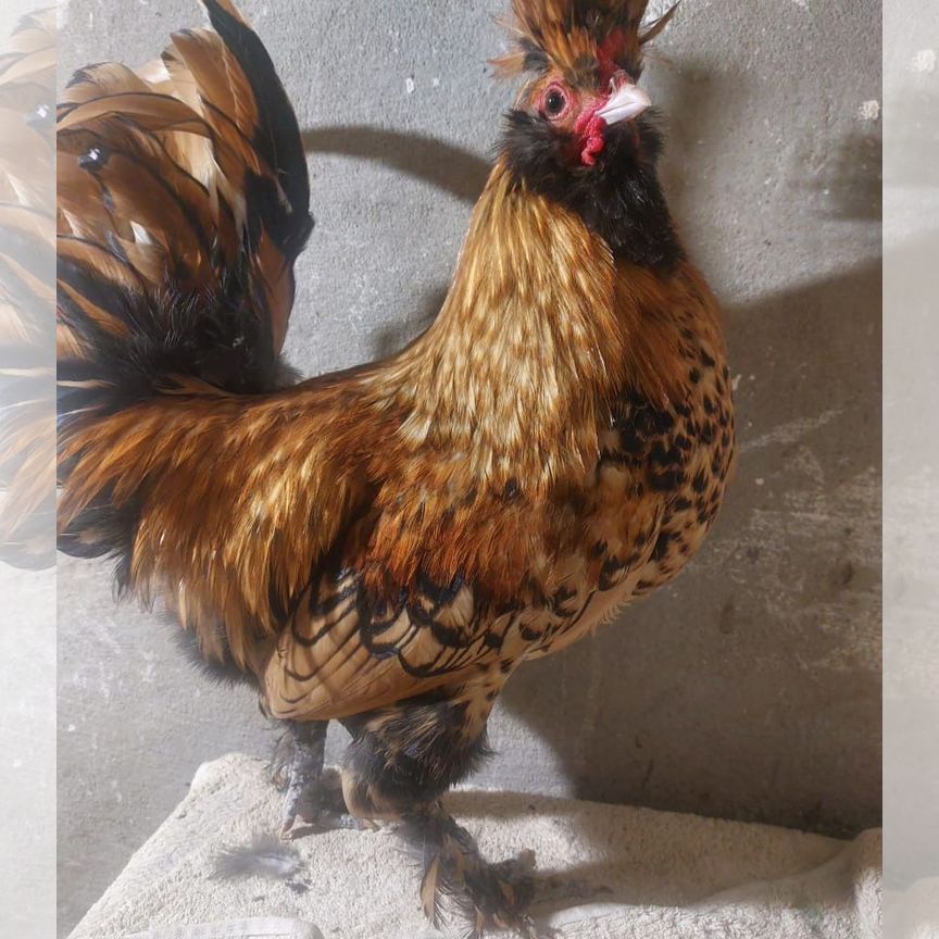 Петухи Павловское золото