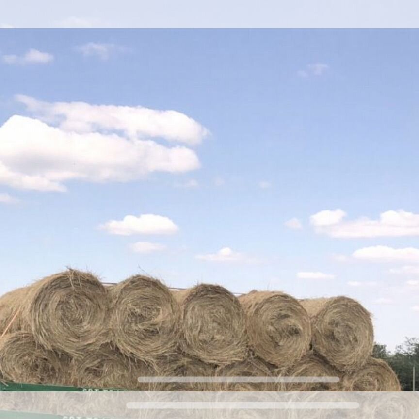 Продам сено в рулонах