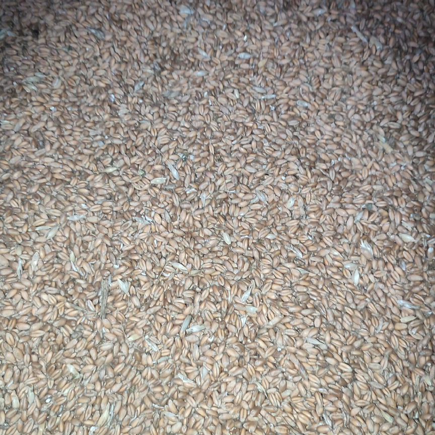 Зерно пшеница