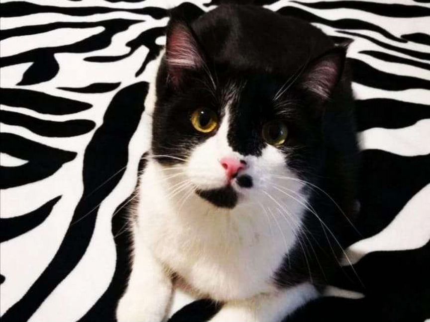 Кот Максик