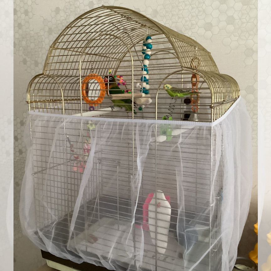 Попугай неразлучник