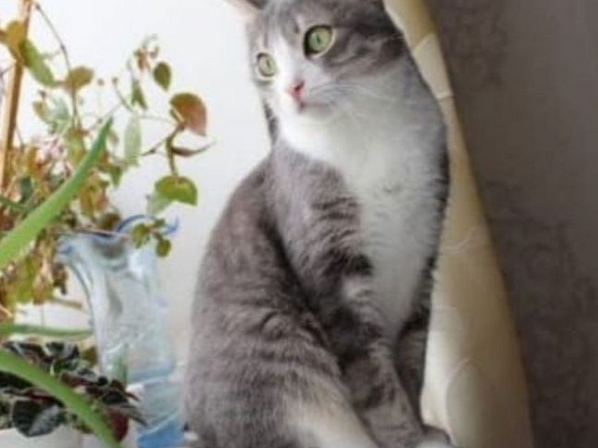 Кошечка в добрые руки