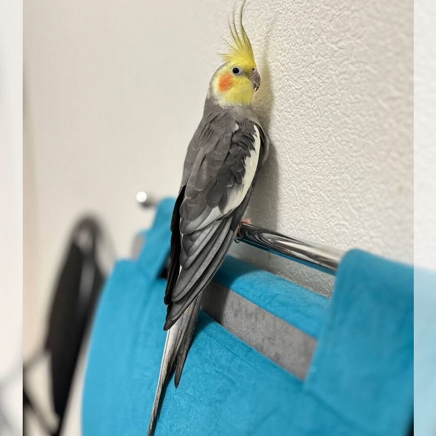 Попугай корелла самец 3 года