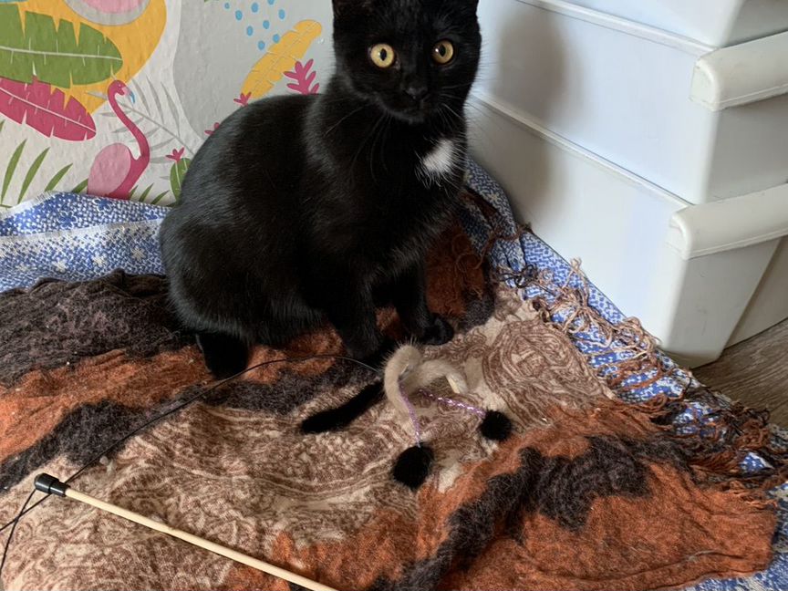 Котенок 8 мес. в добрые руки