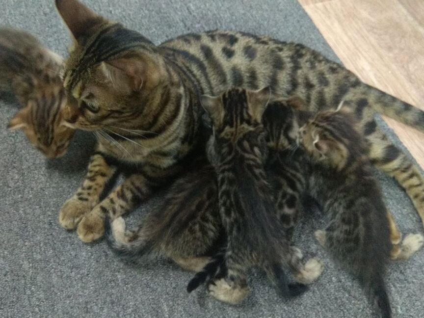 Бенгальские котята