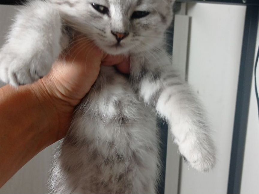 Кошка