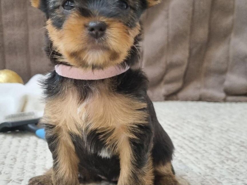 Йоркширский терьер