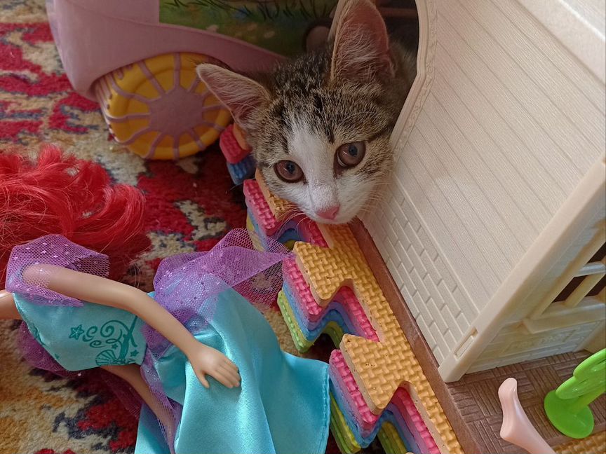 Котята в добрые руки